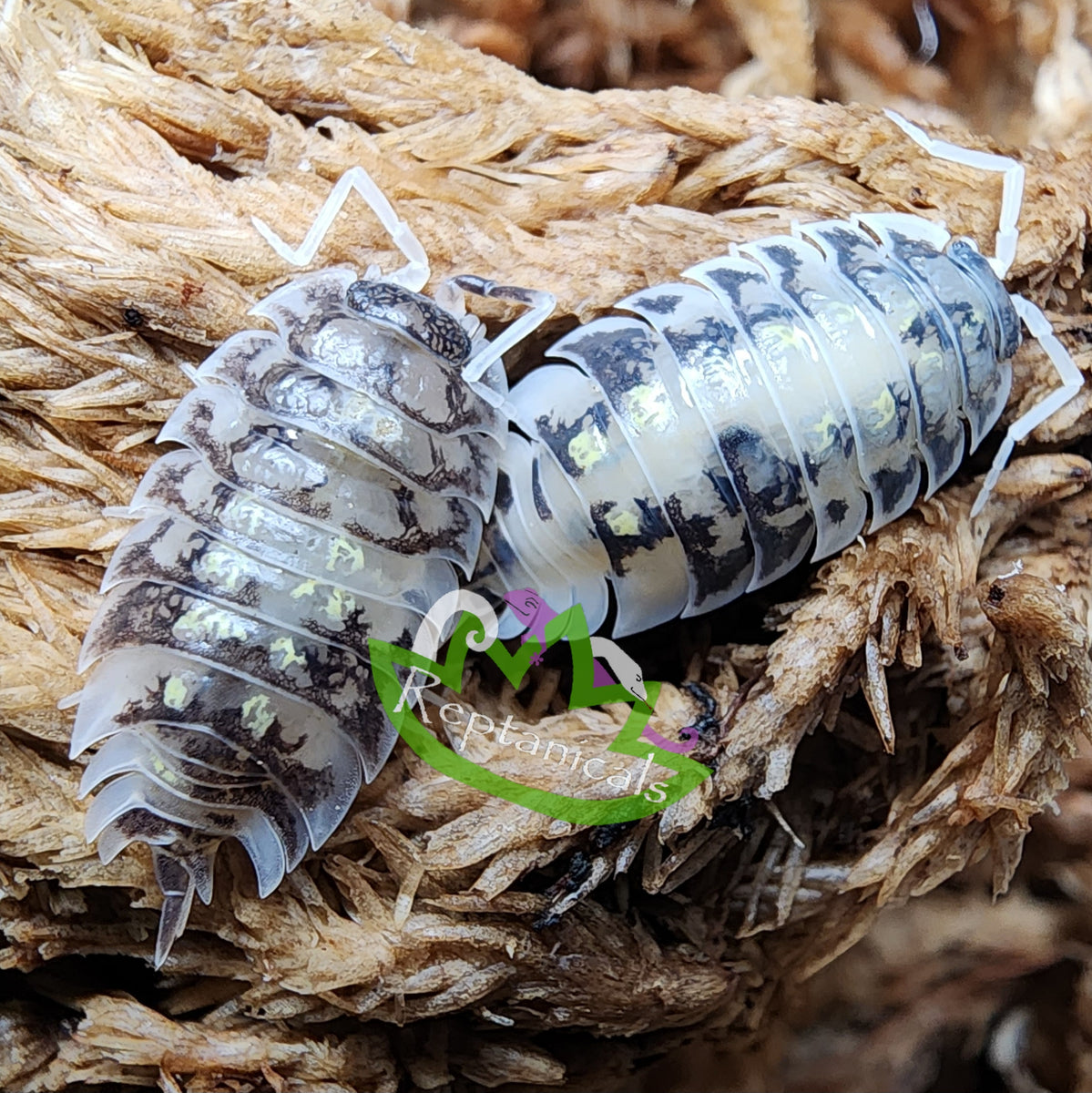 Oniscus asellus - "Mardi Gras Dalmatian" Isopods – Reptanicals