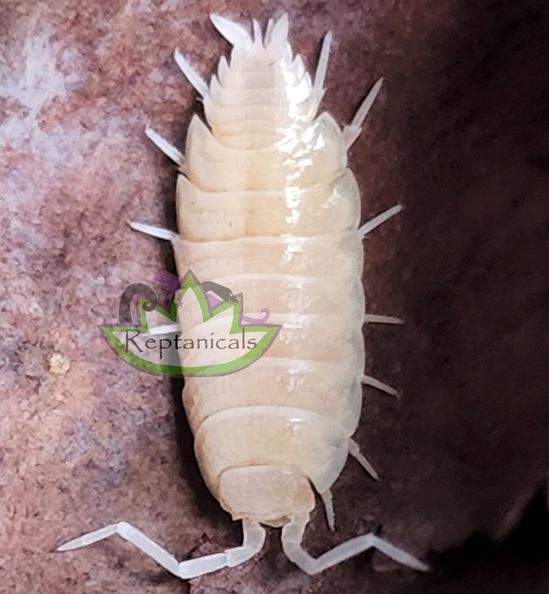 Porcellionides pruinosus Isopods - Red, White & Blue Powder Pack ...