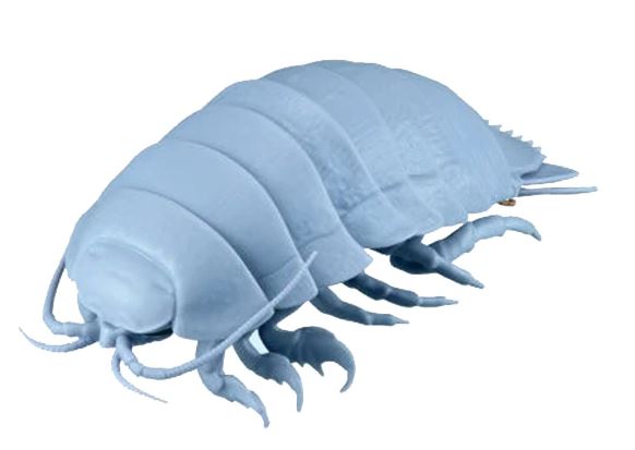 Giant Marine Isopod