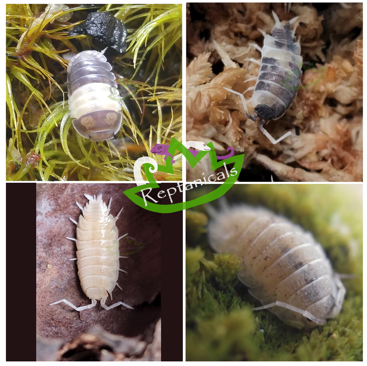 Black and White Isopod Pack with Powder White-Out – Reptanicals