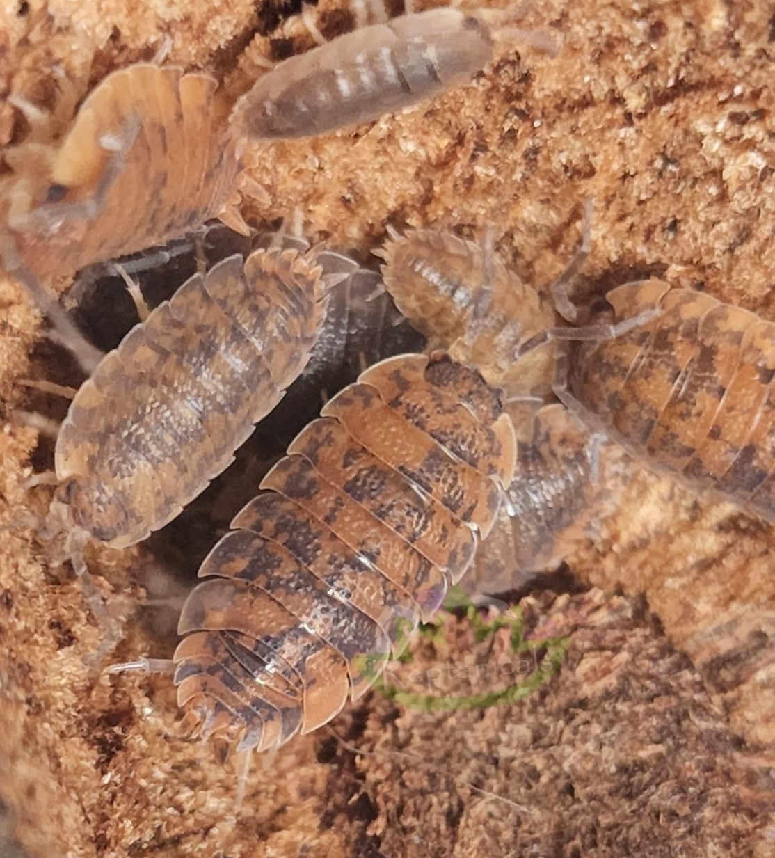 Porcellio scaber - Calico Isopods – Reptanicals