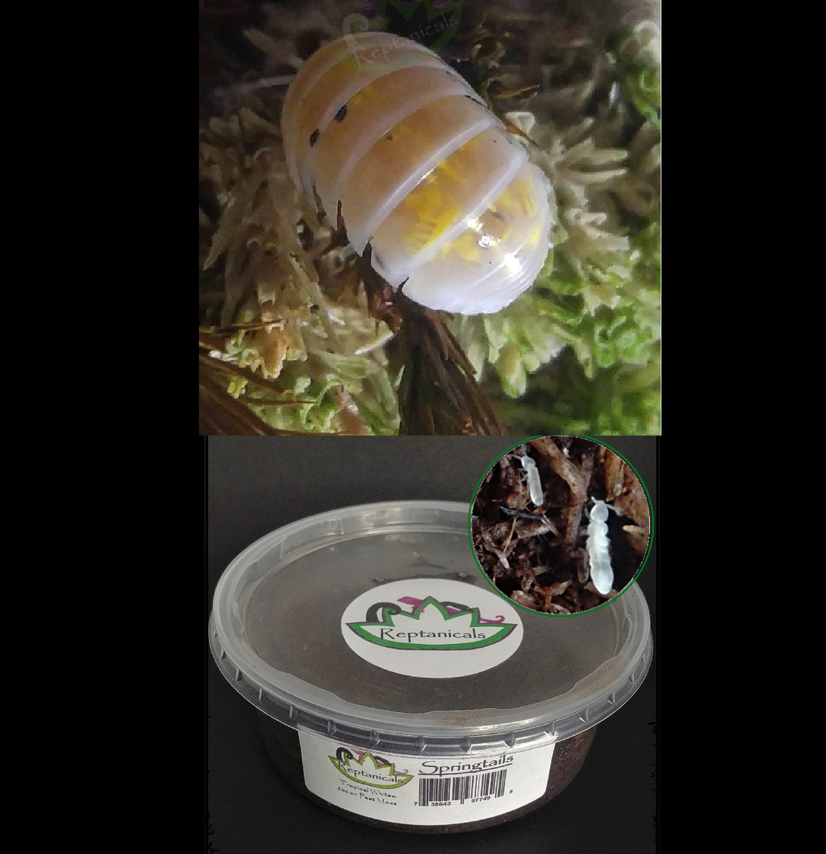 Japanese Magic Potion Isopods (A. vulgare): U-Pick Bundle – Reptanicals