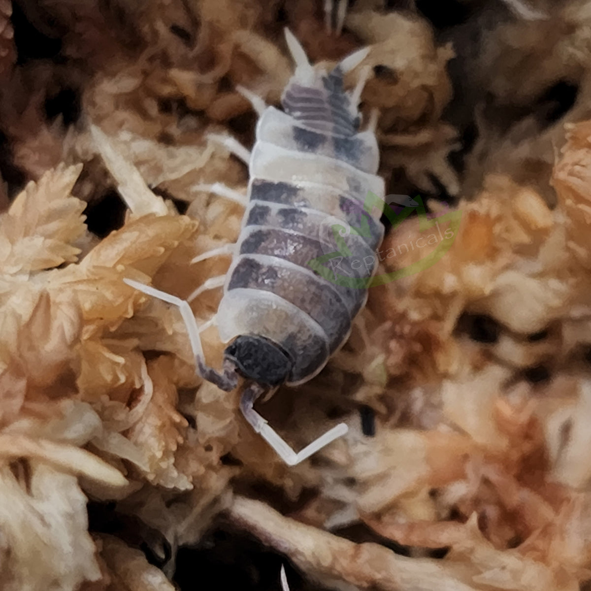 Porcellionides pruinosus - Oreo Crumble Isopods – Reptanicals