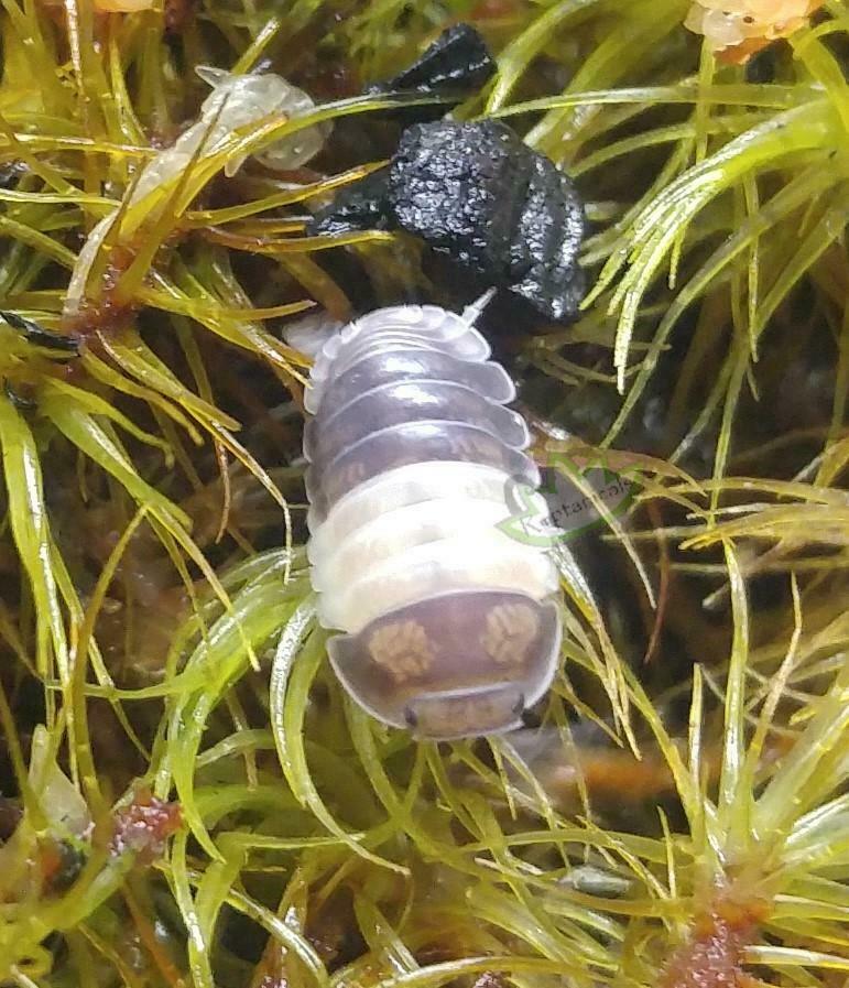 Black and White Isopod Pack with Powder White-Out – Reptanicals