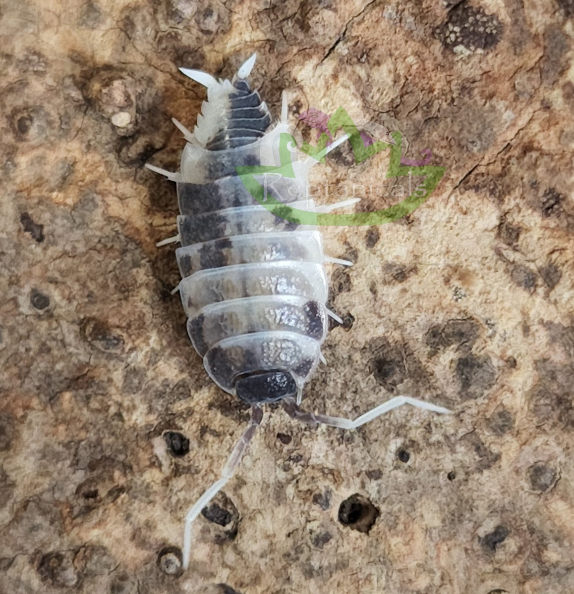 Porcellionides pruinosus - Oreo Crumble Isopods – Reptanicals