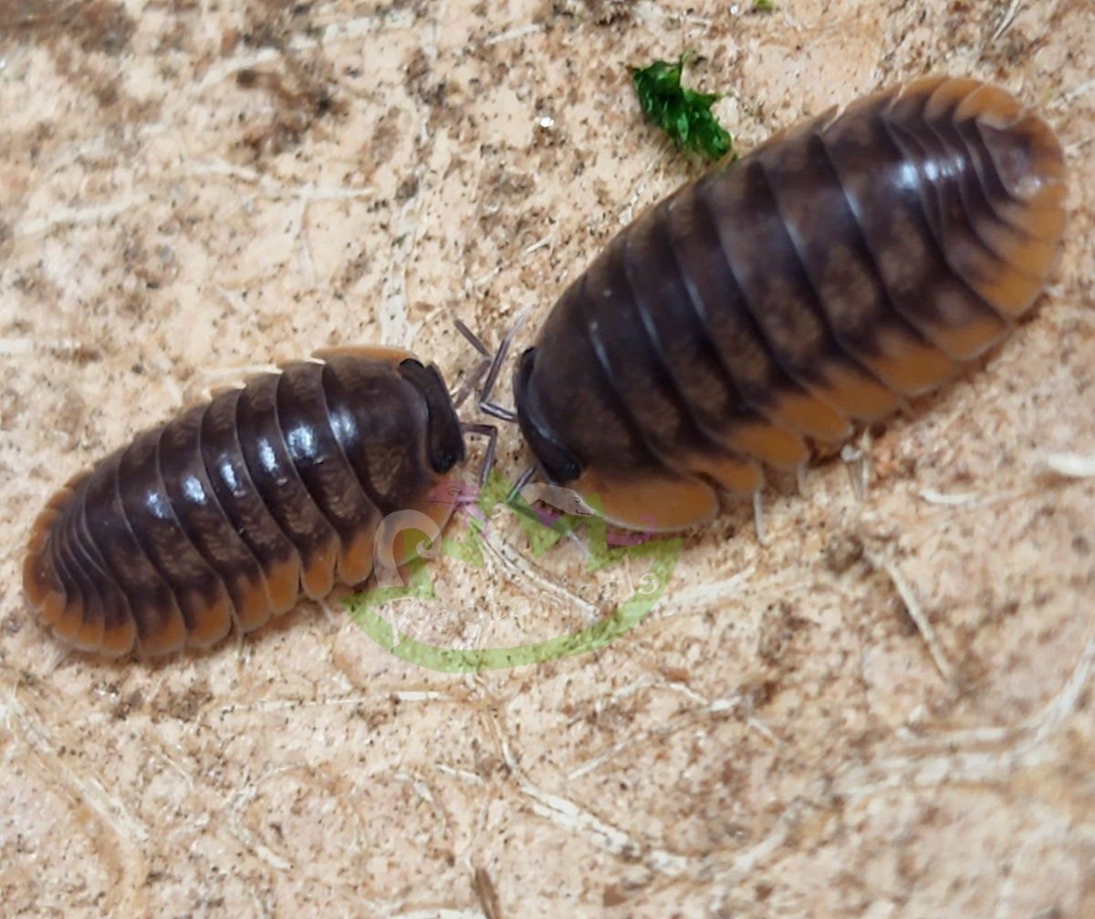 Cubaris sp. - Red Edge Isopods – Reptanicals