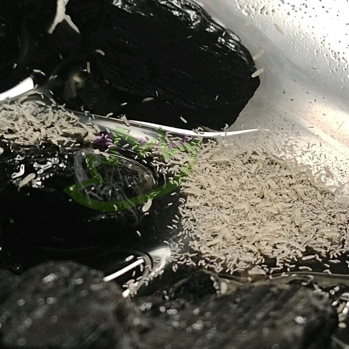 8oz Tropical White Springtail Culture : Charcoal – Reptanicals