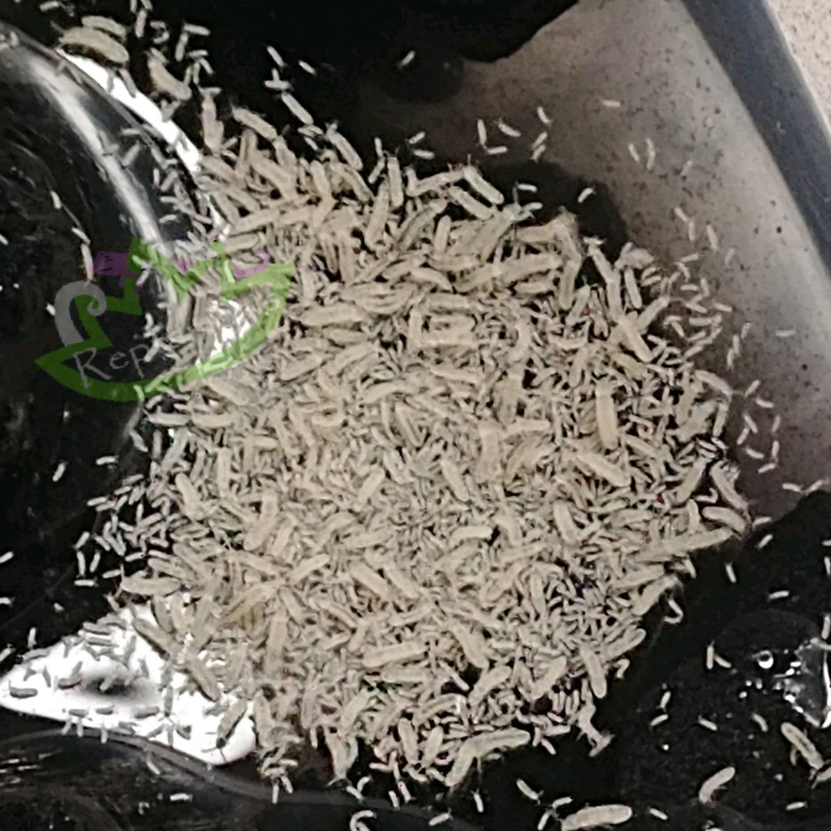 8oz Tropical White Springtail Culture : Peat – Reptanicals