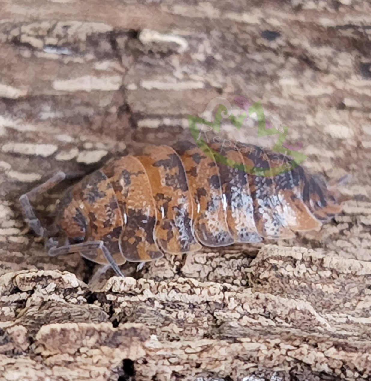 Porcellio scaber - Calico Isopods – Reptanicals