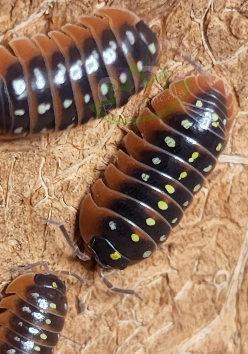 Armadillidium klugii - Clown Isopods – Reptanicals
