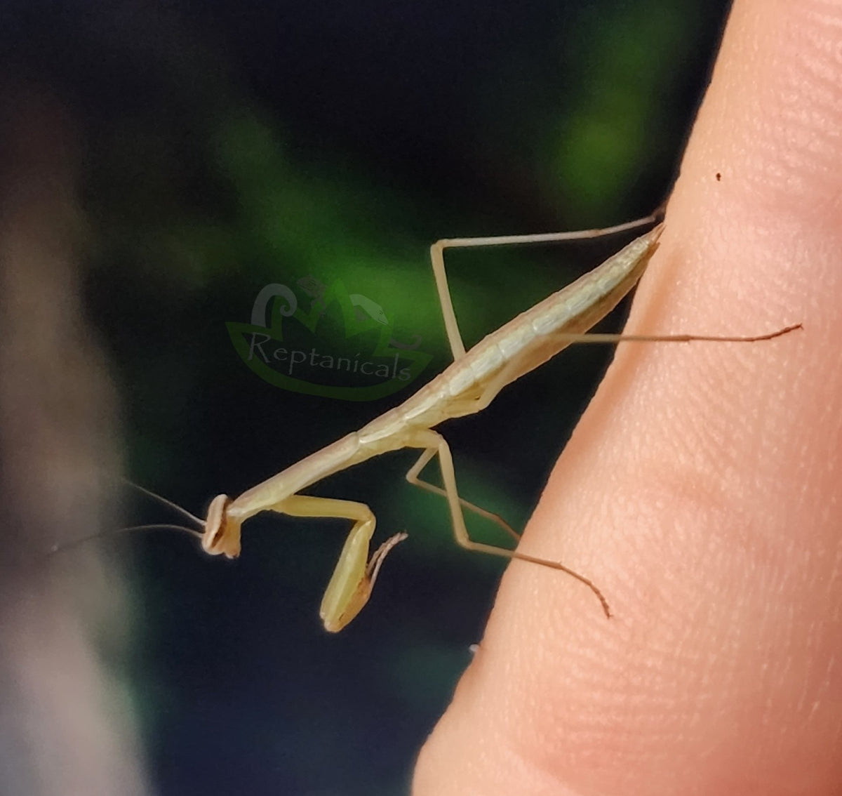 Chinese Praying Mantis L3-L4 – Reptanicals